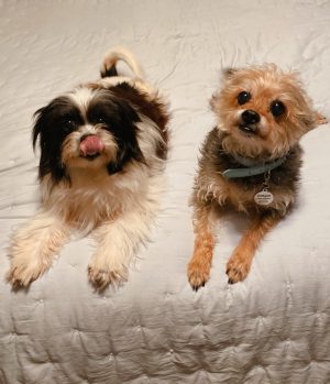 5 Things That Make You The Best Dog Owner - Inspiring Momma